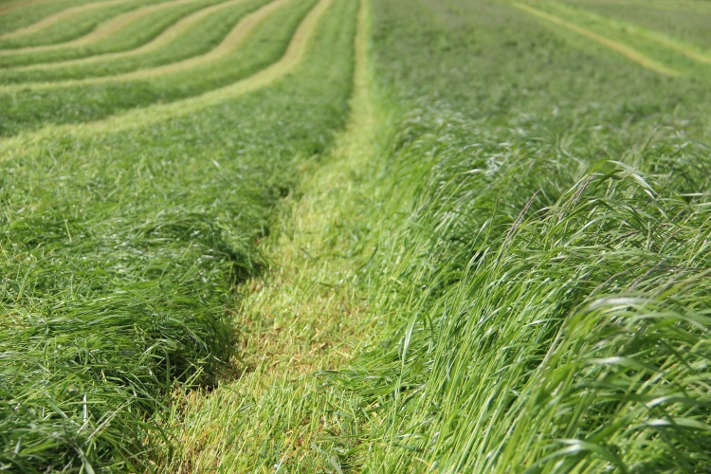 'Seriously fast' grass