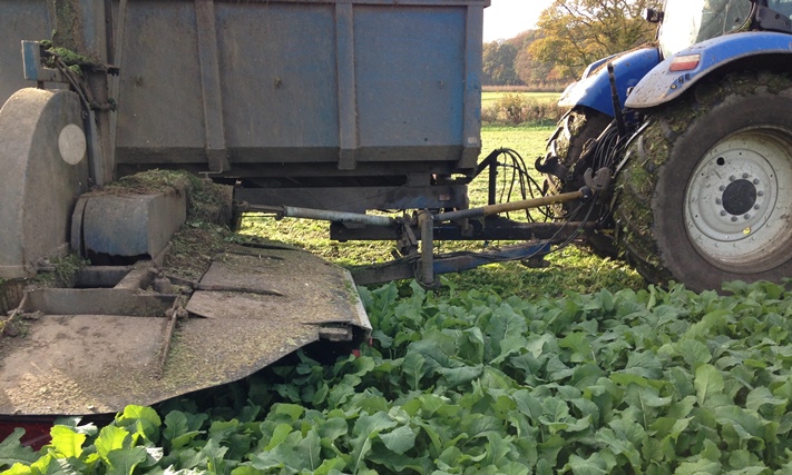 Winfred keeps on growing and feeding dairy cows this autumn