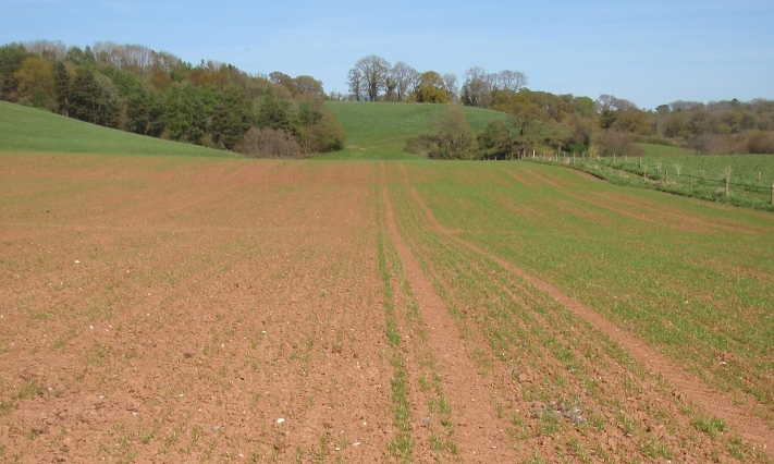 Tornado "The ultimate catch crop!"